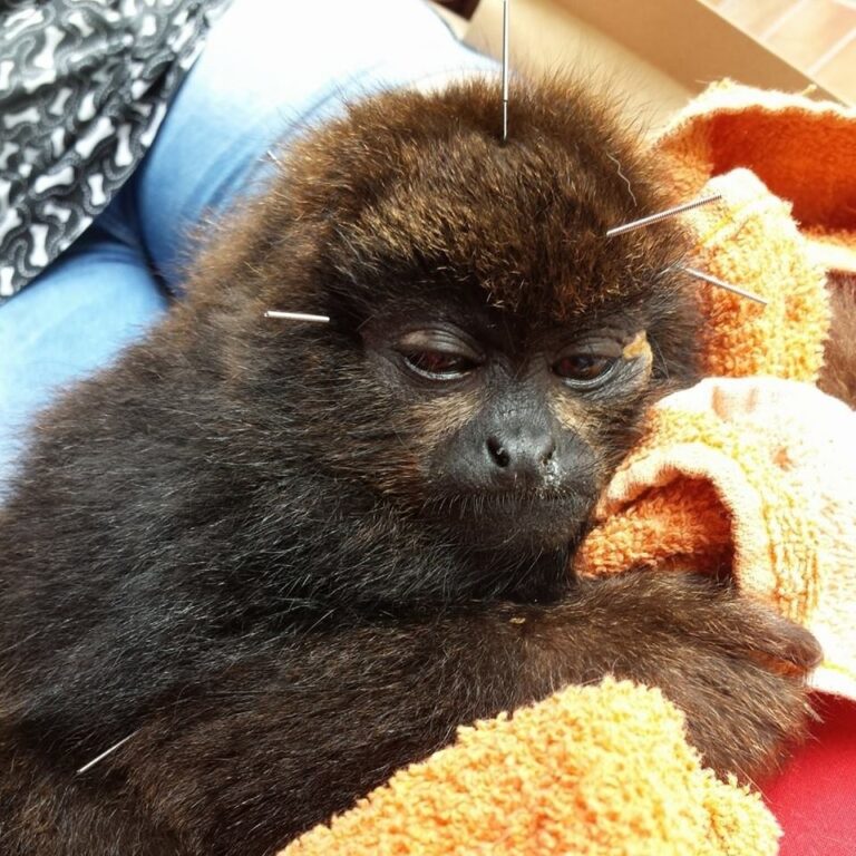 Baby monkey saved from coma with acupuncture treatments - Jennifer ...